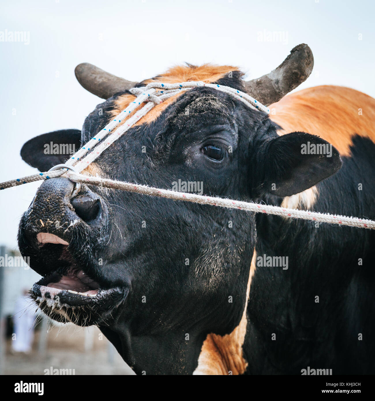 Stier nase ring -Fotos und -Bildmaterial in hoher Auflösung – Alamy