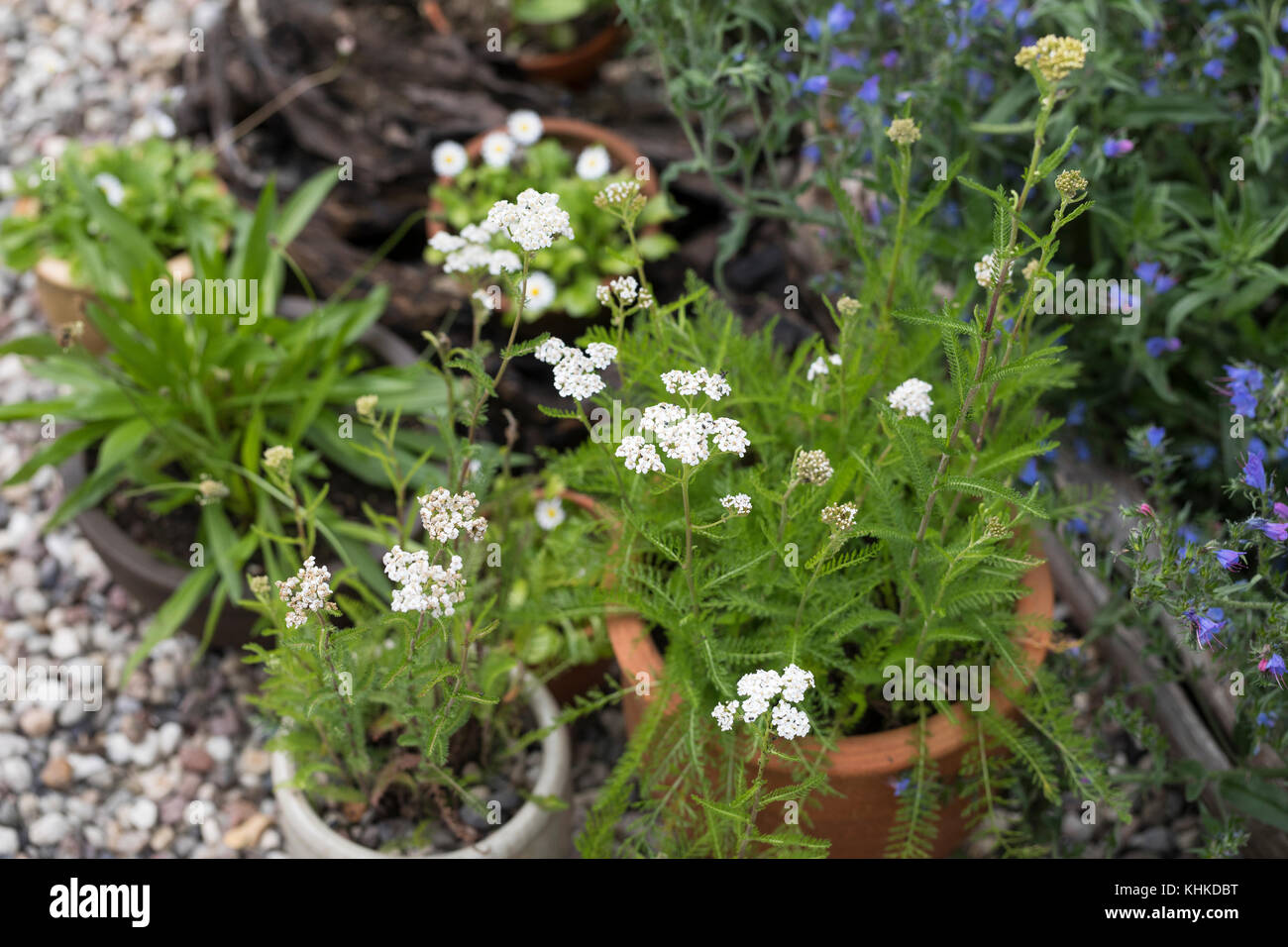 Schafgarbe im Topf, Blumentopf, gewerbliche Schafgarbe, Wiesen-Schafgarbe, Schafgabe, Achillea ...