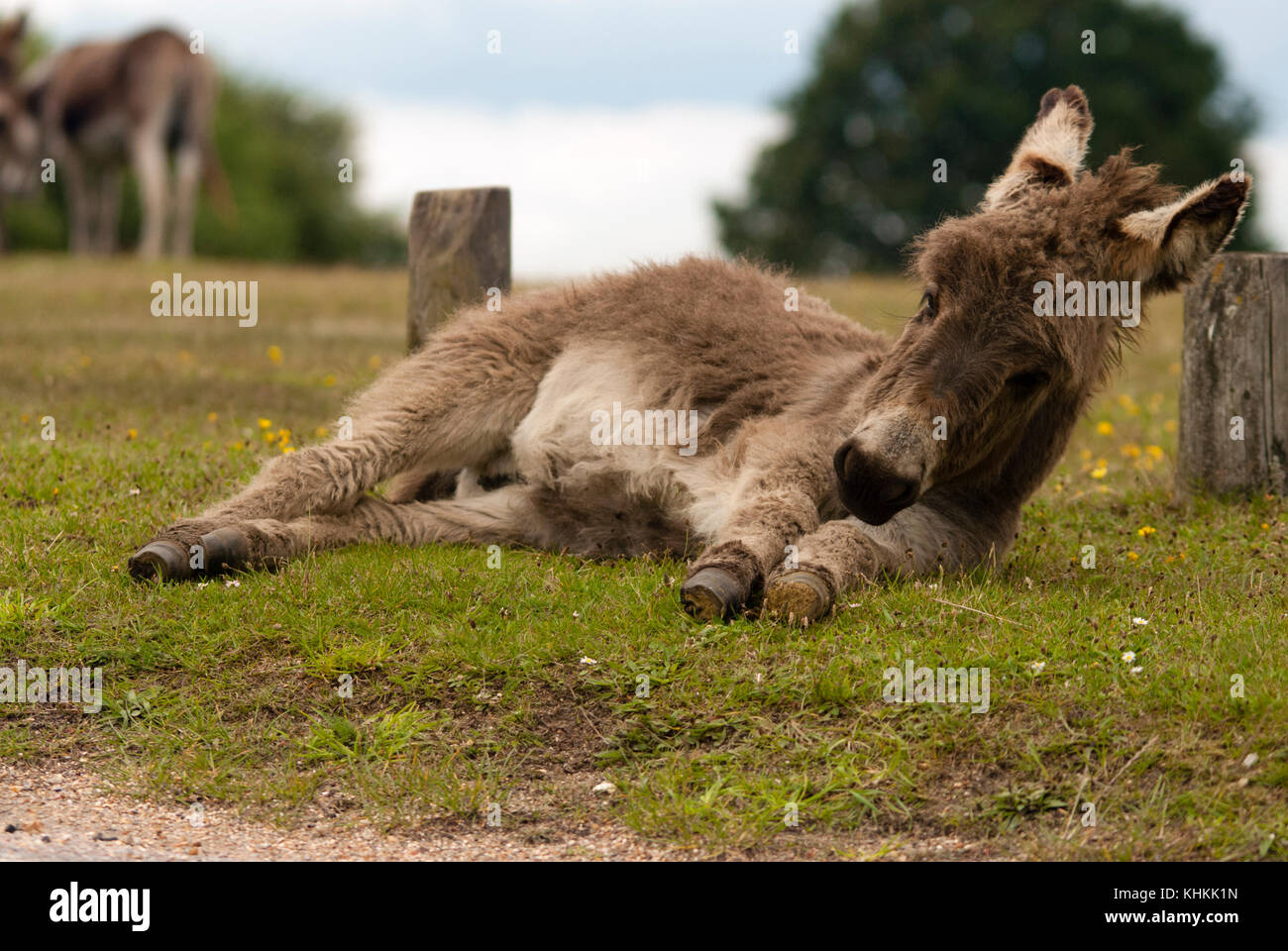 Jungen Esel Fohlen auf der Seite der Strasse, die in den New Forest ...