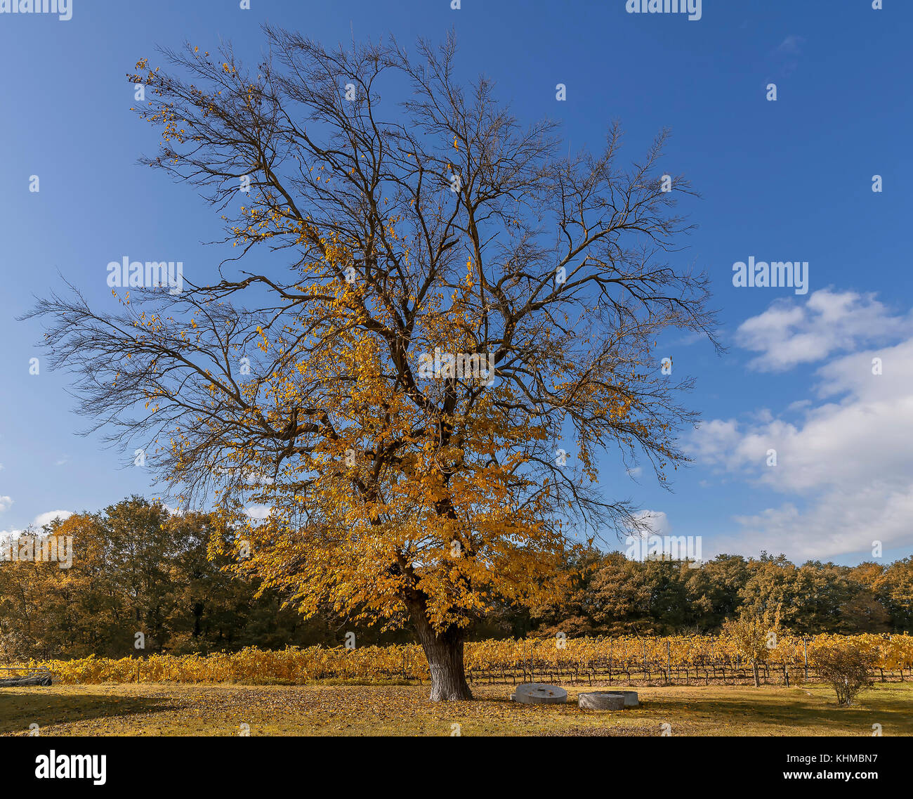 Mulberry tree -Fotos und -Bildmaterial in hoher Auflösung – Alamy