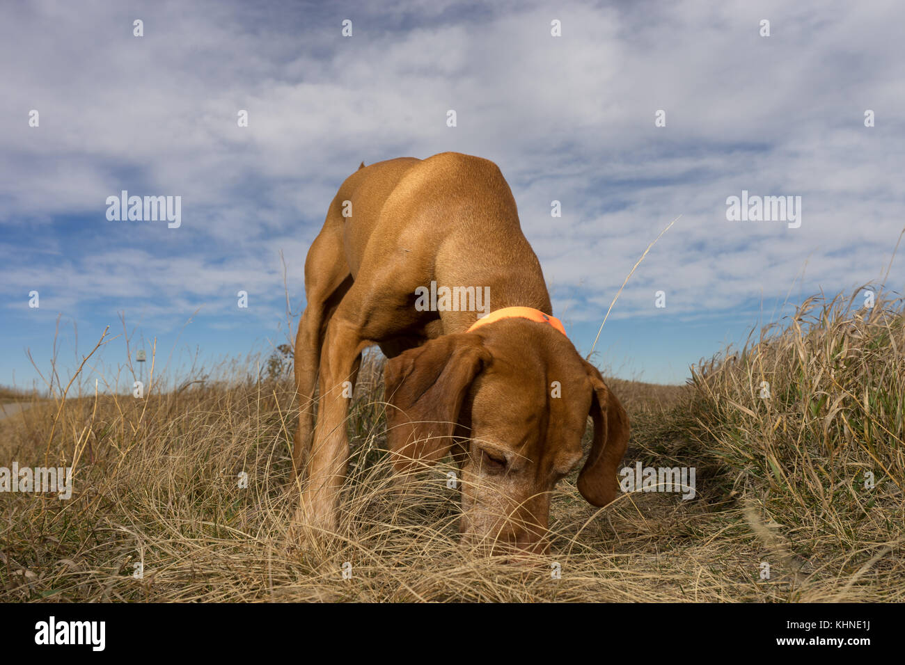 Ungarisch vizsla schnüffeln -Fotos und -Bildmaterial in hoher Auflösung ...