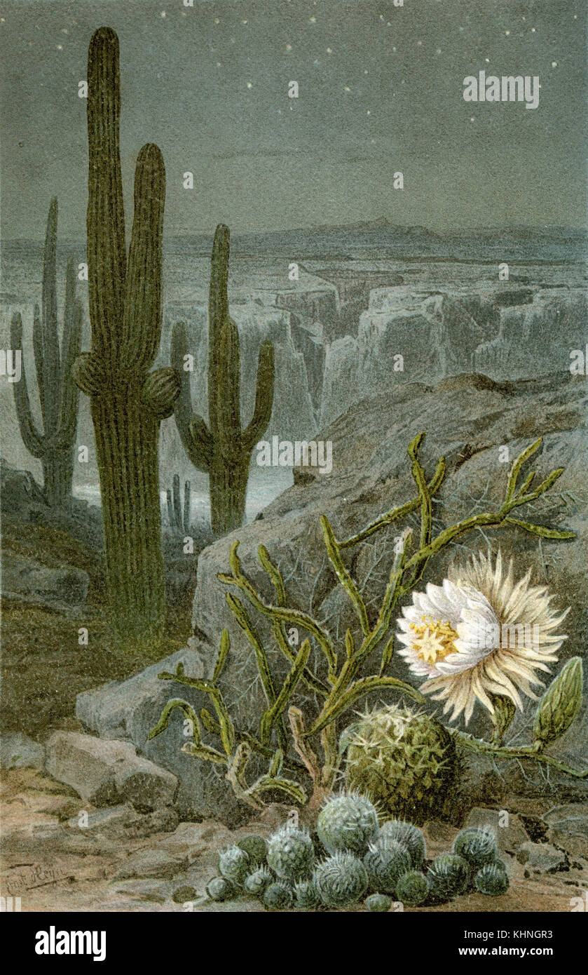 Konigin Der Nacht Bilder