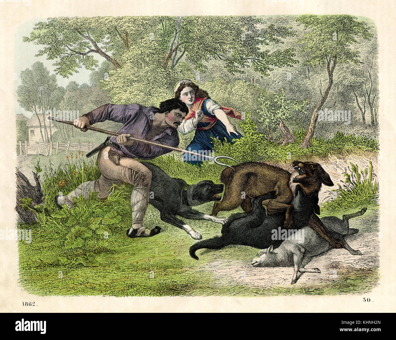 Wolf, der ein Schaf getötet hat, das von Bauern mit Mistgabel und ... Wolf, der ein Schaf getötet hat, das von Bauern mit Mistgabel und ...