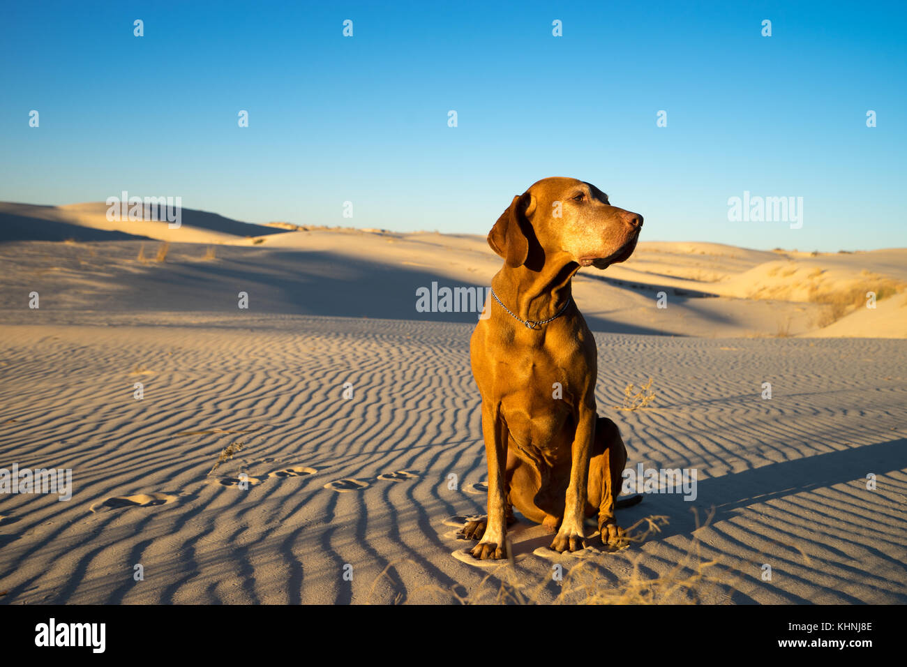 Texas hund -Fotos und -Bildmaterial in hoher Auflösung – Alamy