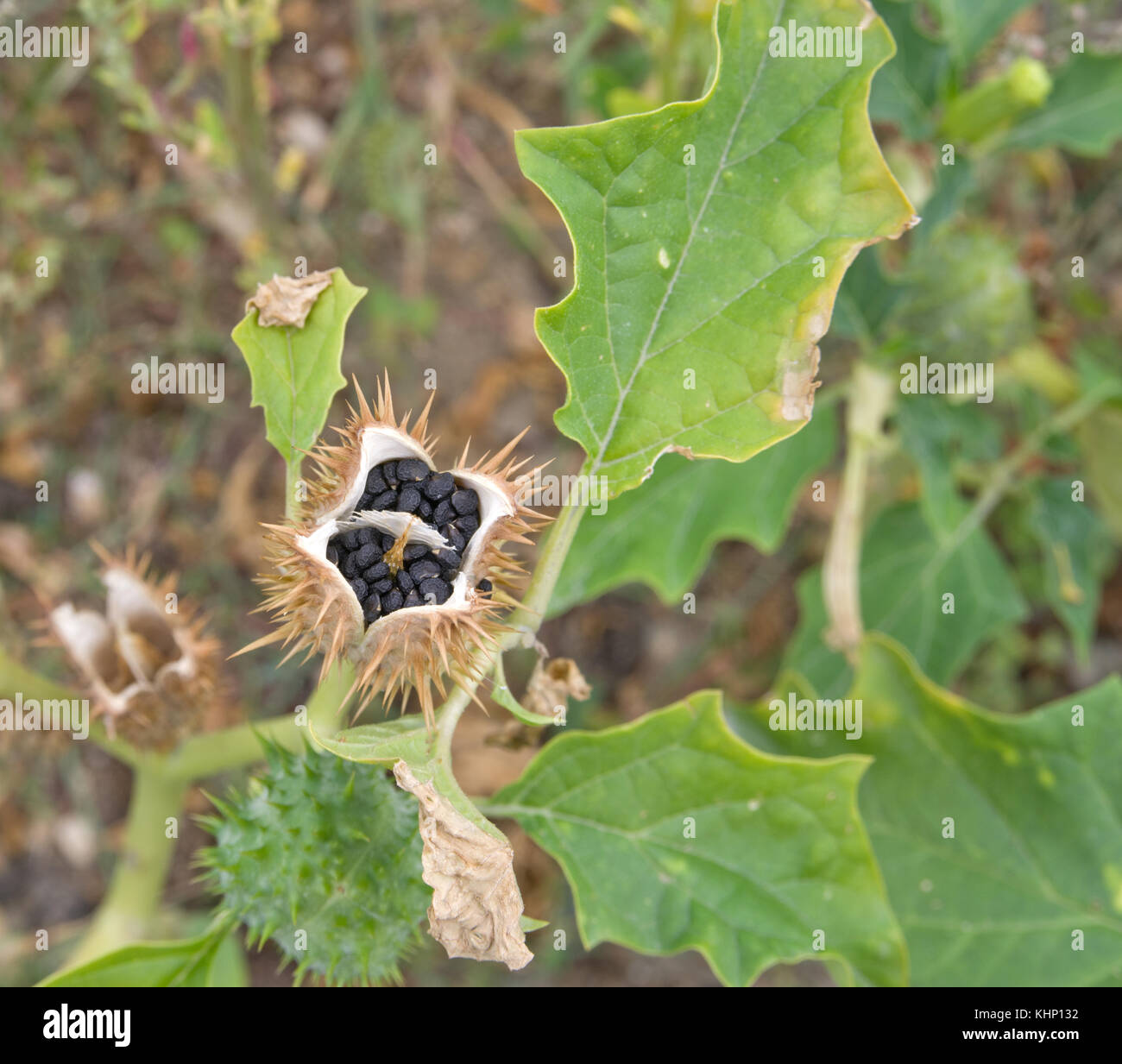 Thorn apple -Fotos und -Bildmaterial in hoher Auflösung – Alamy
