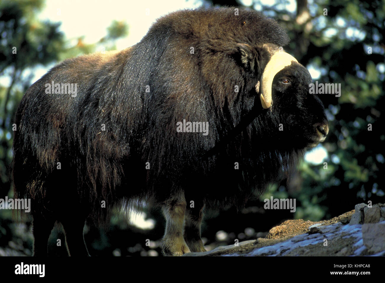 Moschus ochsen -Fotos und -Bildmaterial in hoher Auflösung – Alamy