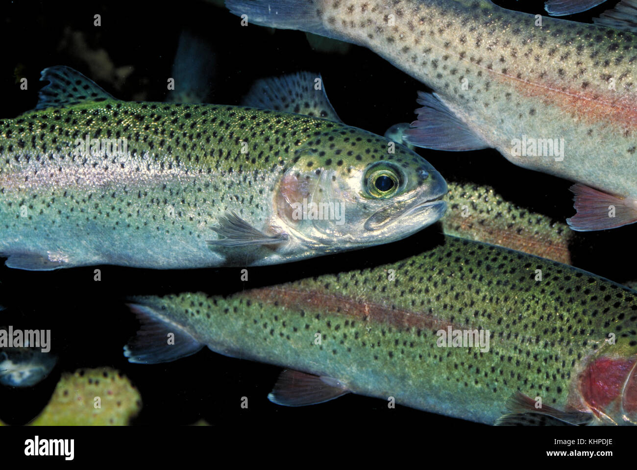 Schule der bachforelle -Fotos und -Bildmaterial in hoher Auflösung – Alamy