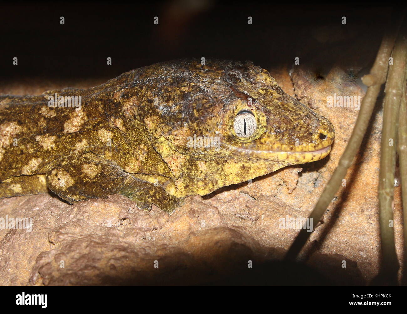 Leach gecko -Fotos und -Bildmaterial in hoher Auflösung – Alamy