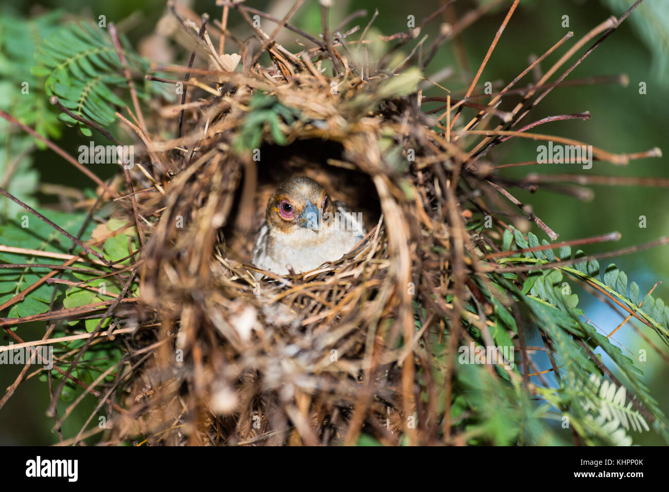 Madagaskar nest -Fotos und -Bildmaterial in hoher Auflösung – Alamy