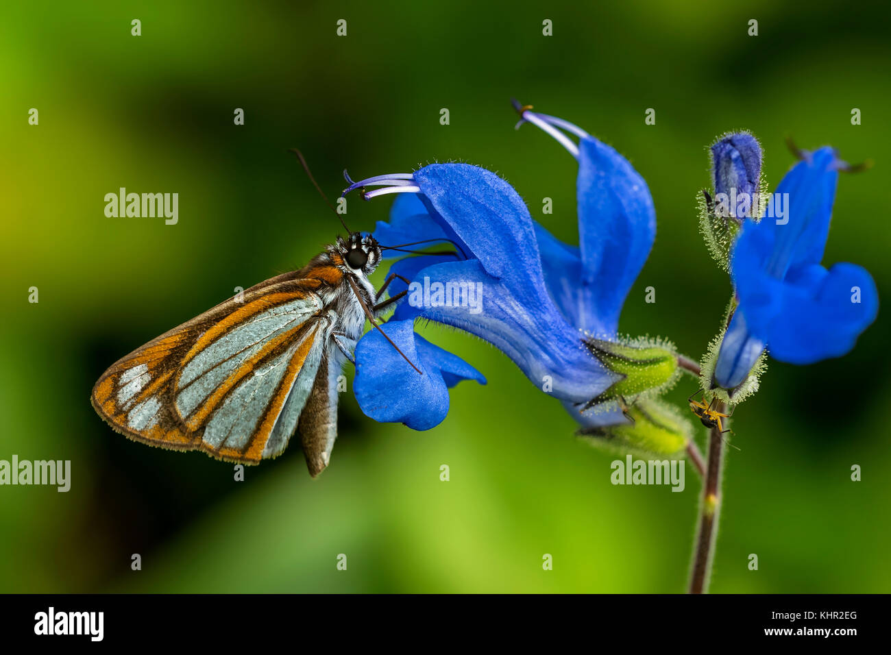 Wolke-Wald Fantastic-Skipper (Vettius coryna) Schmetterling Fütterung ...