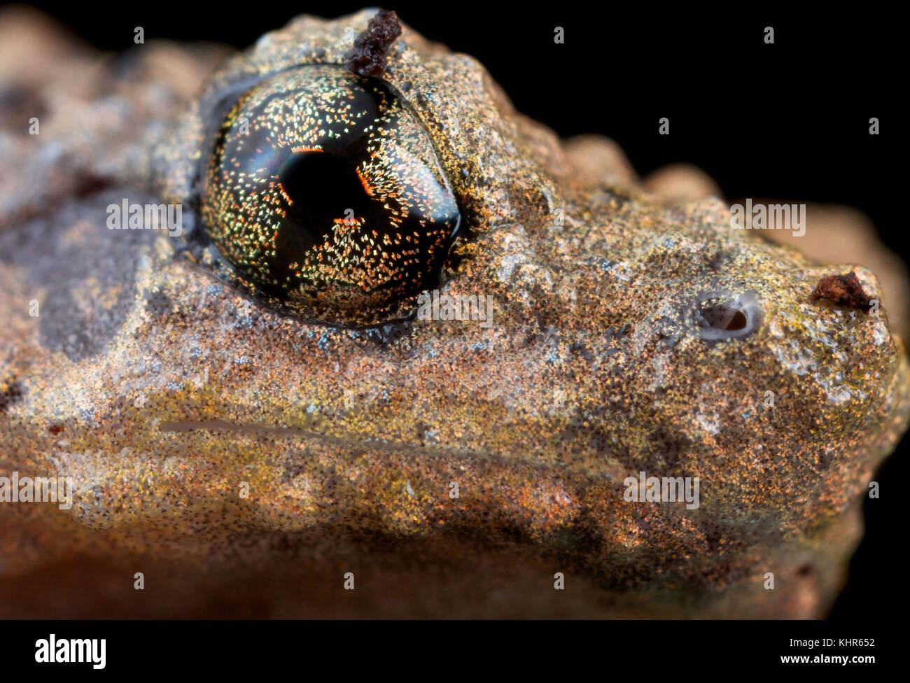 Bornean Tree-Hole Frog (Metaphrynella sundana) Eye, Mount Kinabalu ...