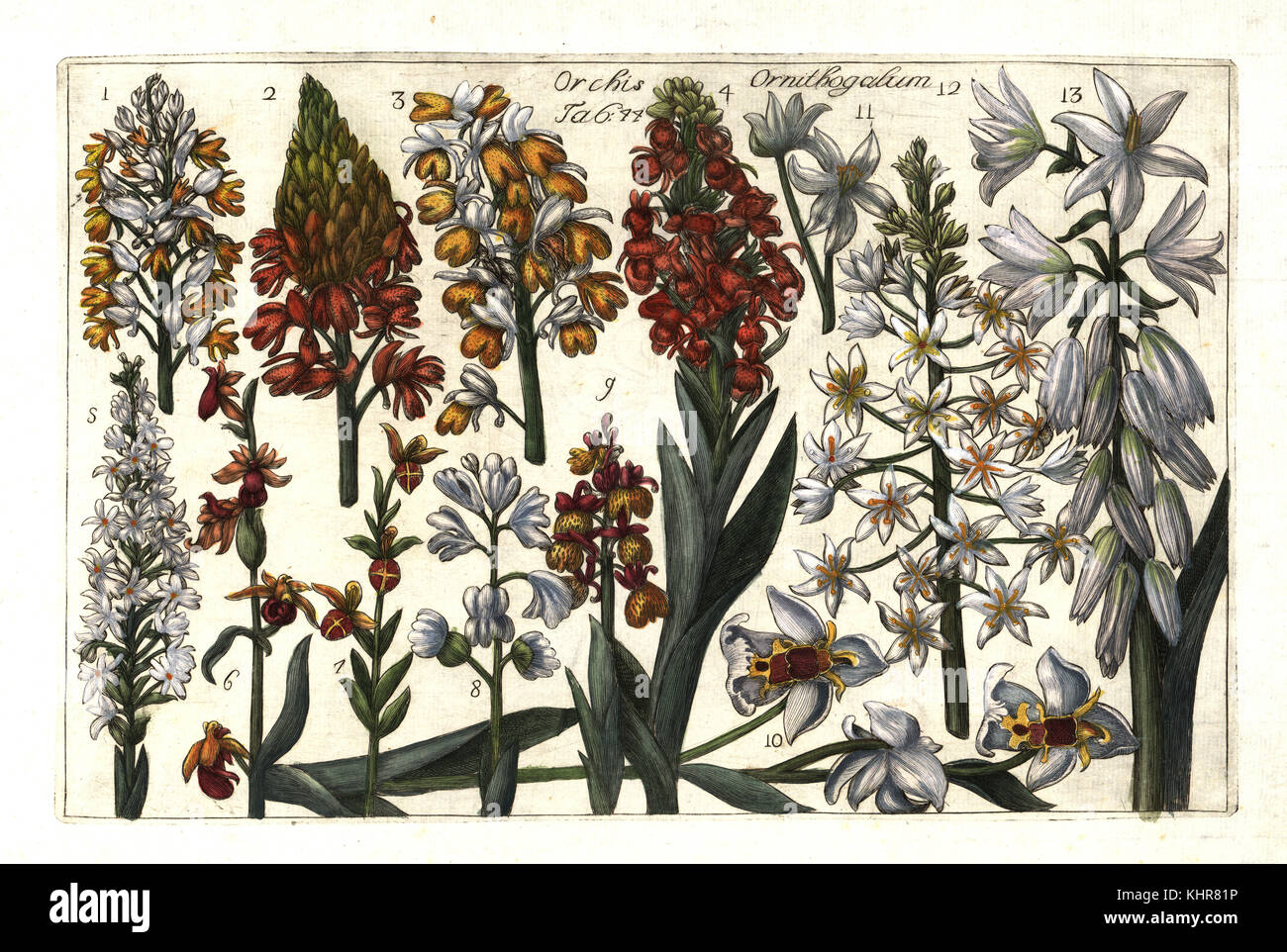 Satyrium erectum -Fotos und -Bildmaterial in hoher Auflösung – Alamy