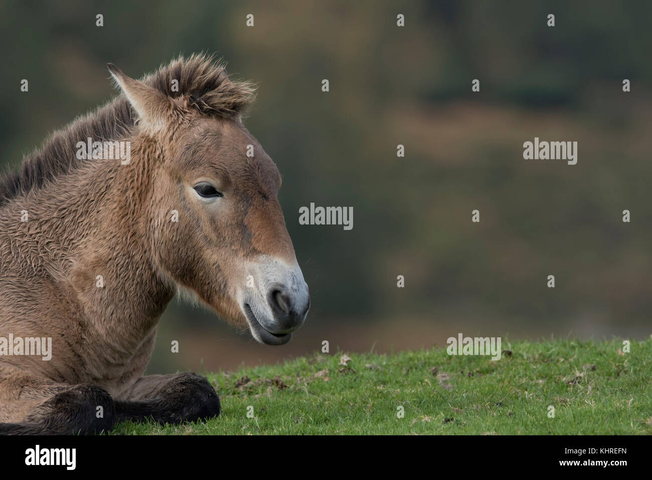 Pferd interaktion -Fotos und -Bildmaterial in hoher Auflösung – Alamy