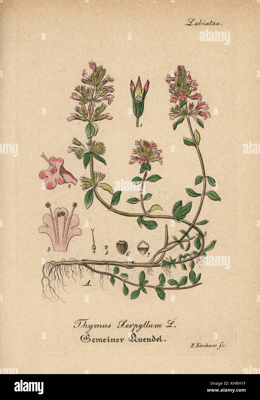 Wild thymian thymus serpyllum -Fotos und -Bildmaterial in hoher ...