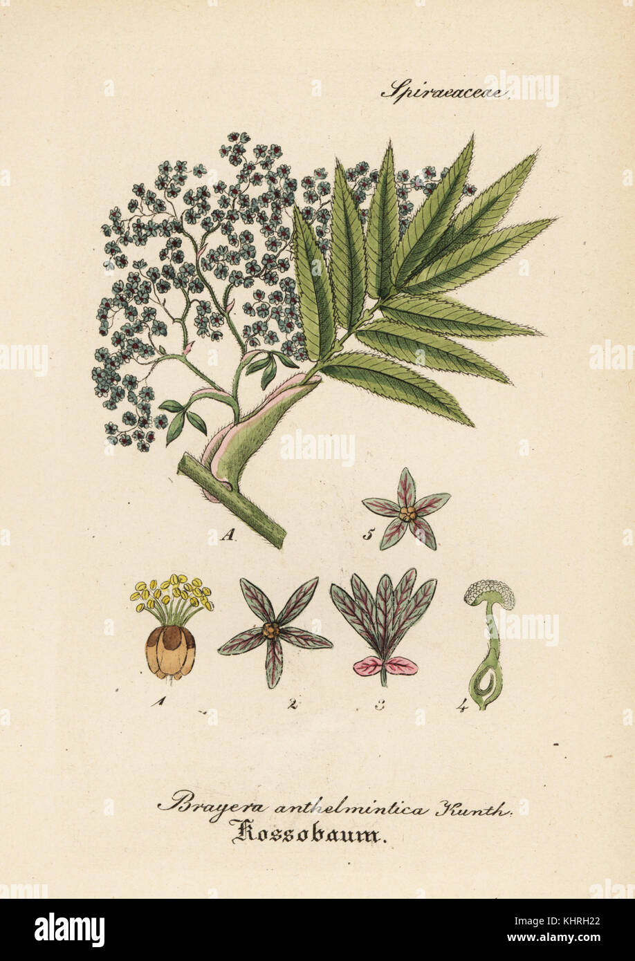 Brayera anthelmintica -Fotos und -Bildmaterial in hoher Auflösung – Alamy