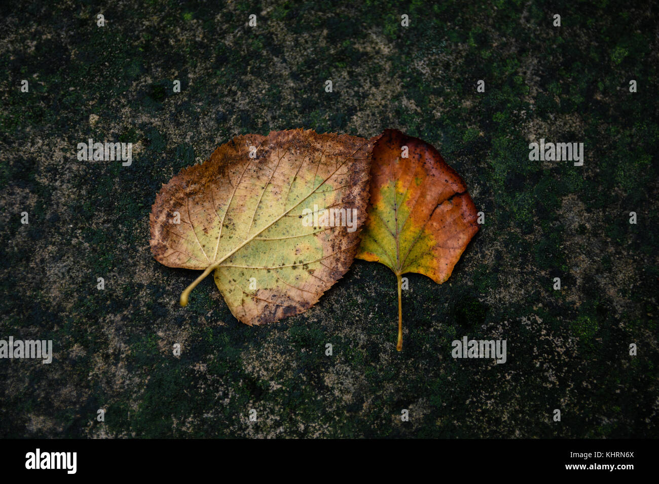 Herbstlaub Auf Dem Waldboden Stockfotos und -bilder Kaufen - Alamy