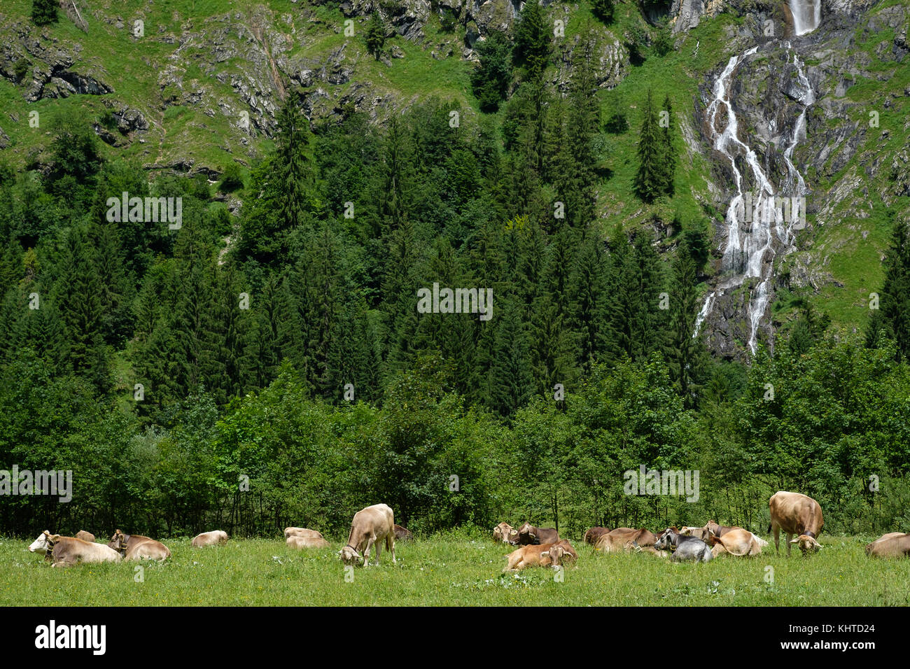 Alp im Tal des Oytal Bayern Deutschland mit cattles, Wald und ...
