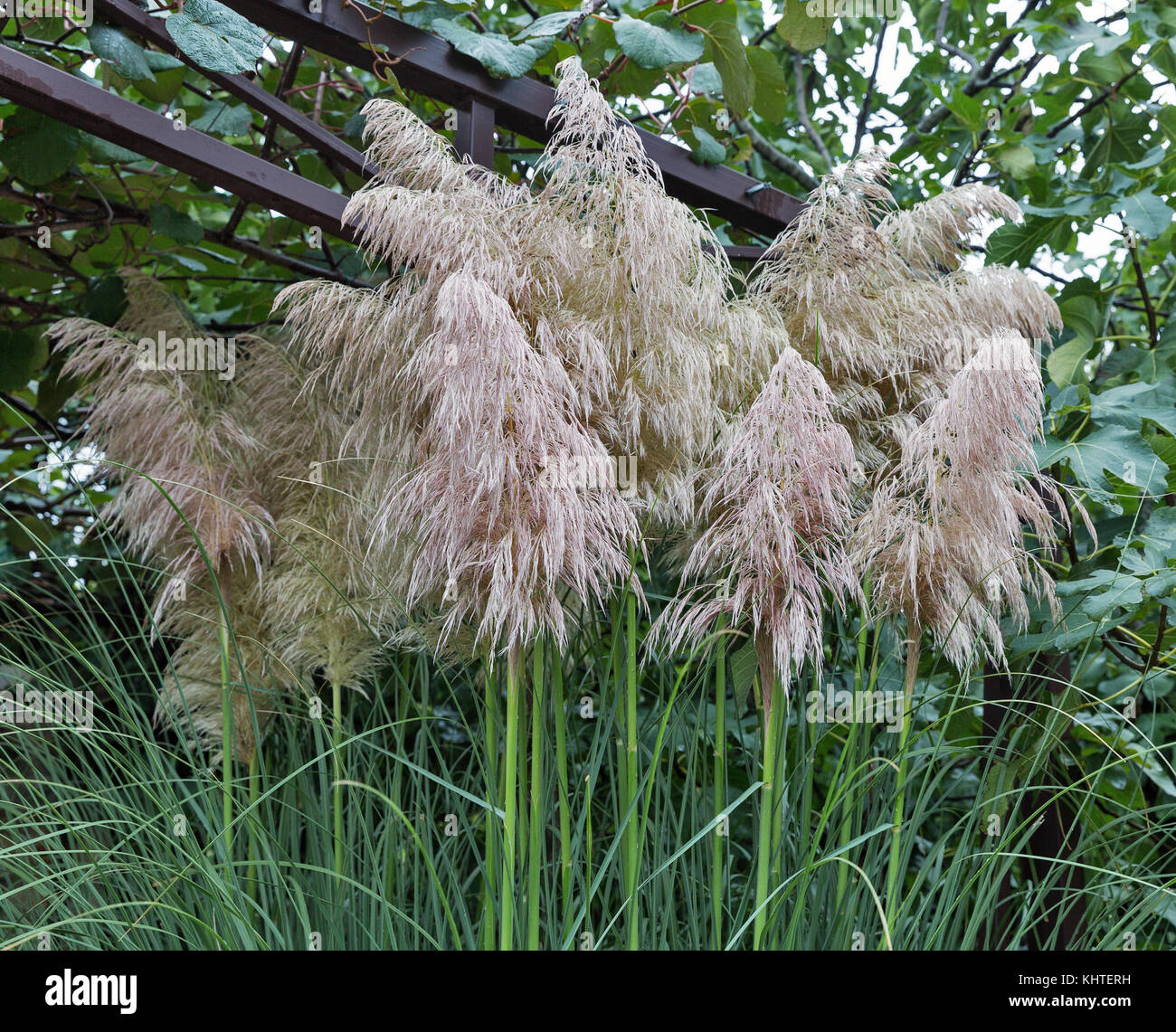 Gemeinsamer stock -Fotos und -Bildmaterial in hoher Auflösung – Alamy