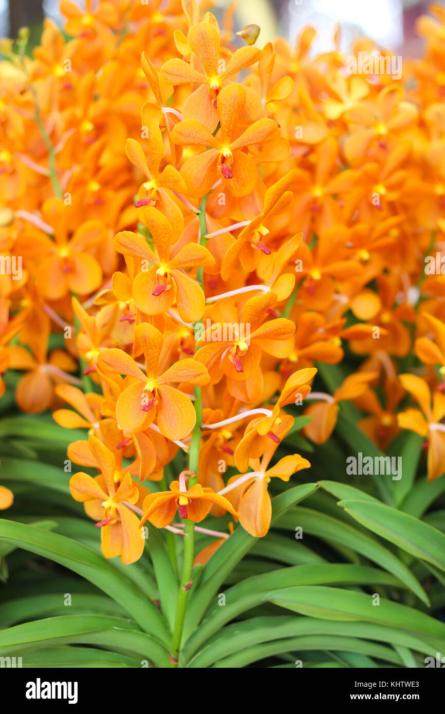 Orange orchid flowers -Fotos und -Bildmaterial in hoher Auflösung – Alamy