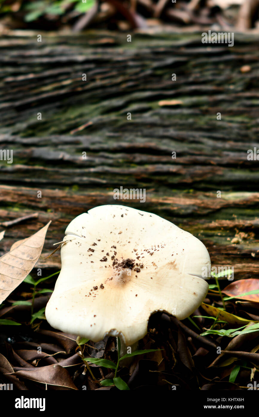 Wilde pilzsporen -Fotos und -Bildmaterial in hoher Auflösung – Alamy