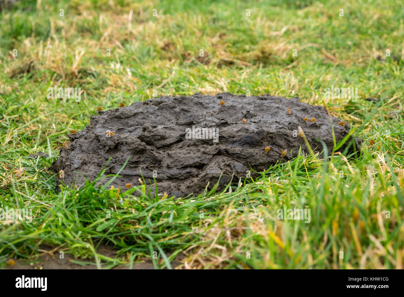 Cow manure -Fotos und -Bildmaterial in hoher Auflösung – Alamy