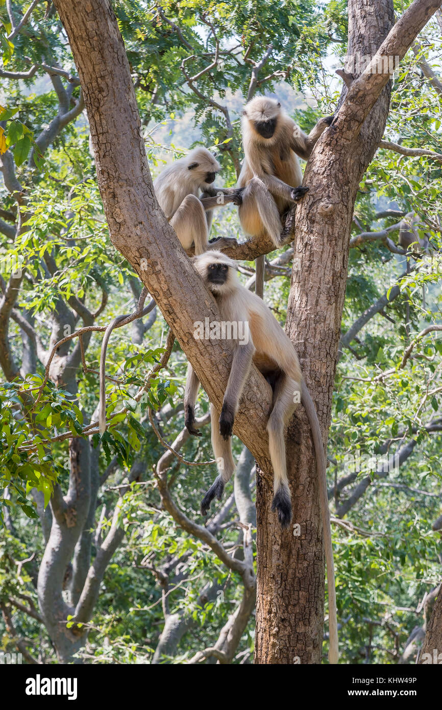 Affen Auf Dem Baum Stockfotos und -bilder Kaufen - Alamy