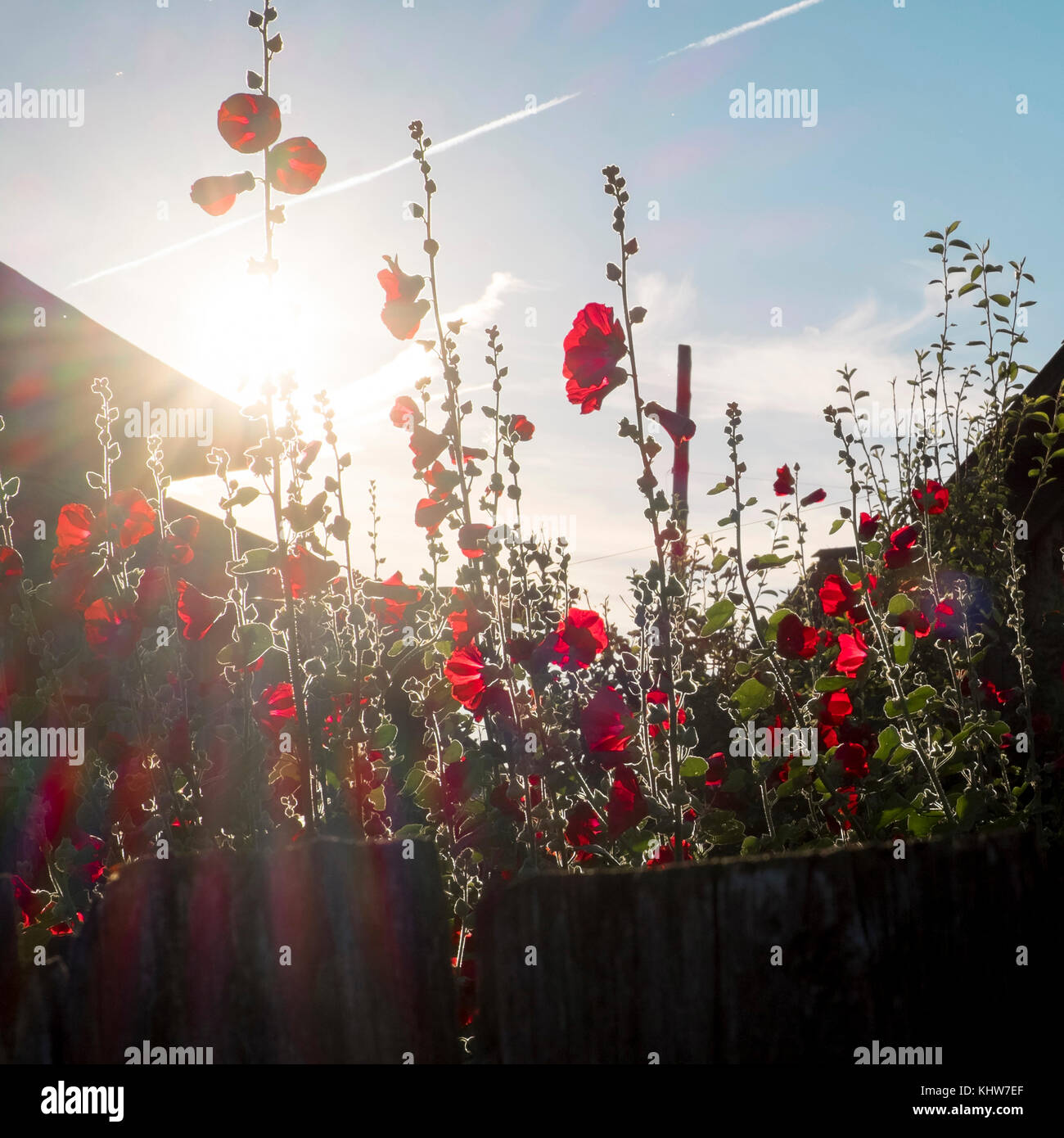 Rote sonnenblendung -Fotos und -Bildmaterial in hoher Auflösung – Alamy