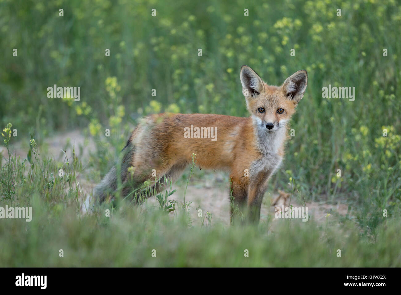 Foxe basin -Fotos und -Bildmaterial in hoher Auflösung – Alamy