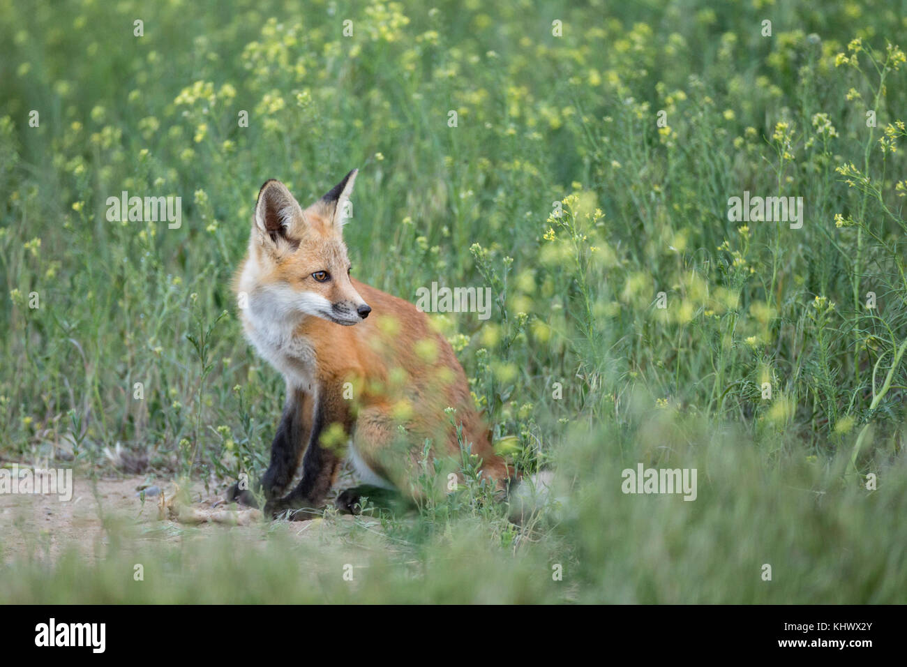 Foxe basin -Fotos und -Bildmaterial in hoher Auflösung – Alamy