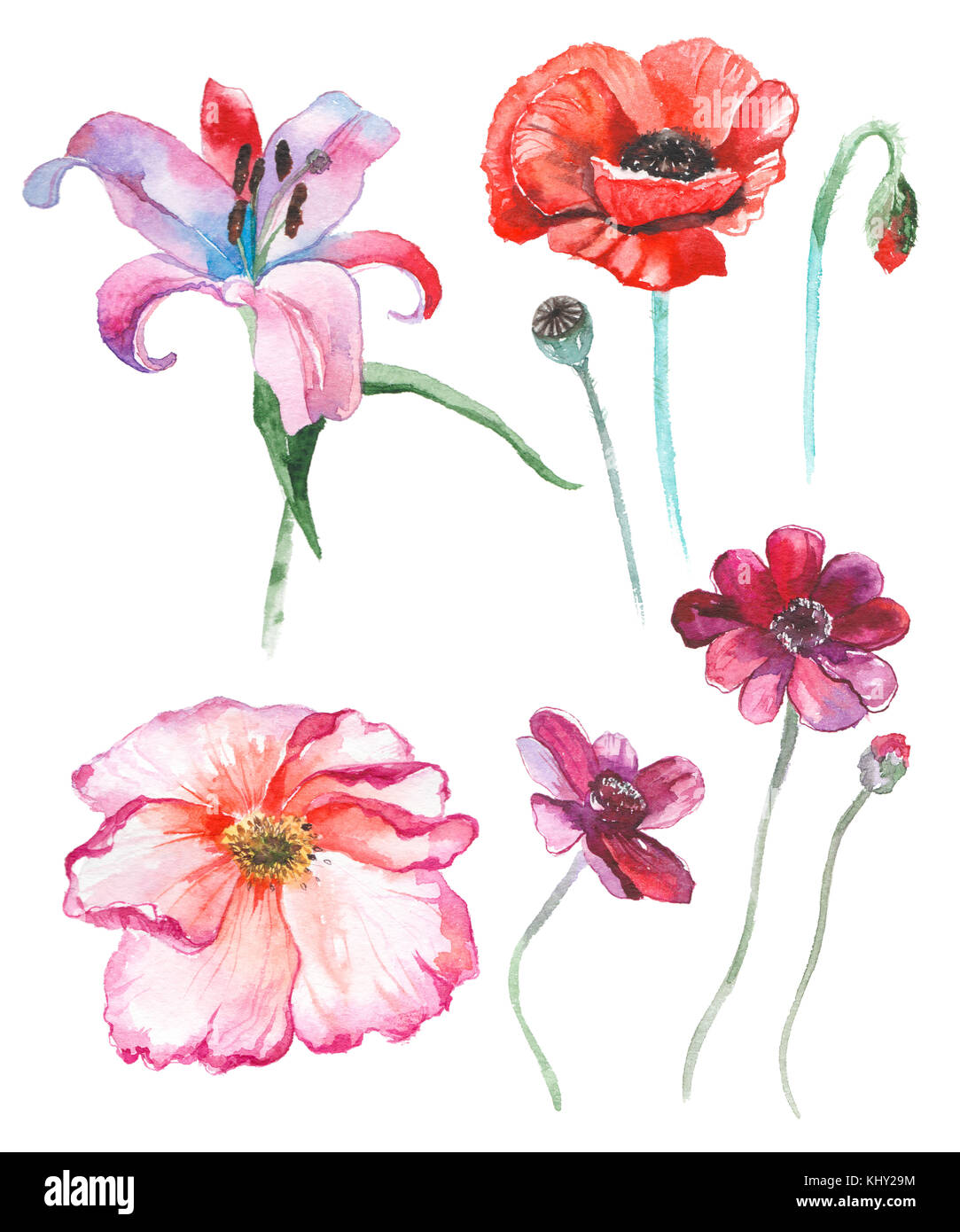 Aquarell gemalt Sammlung von Blumen. Hand gezeichnet Blume ...