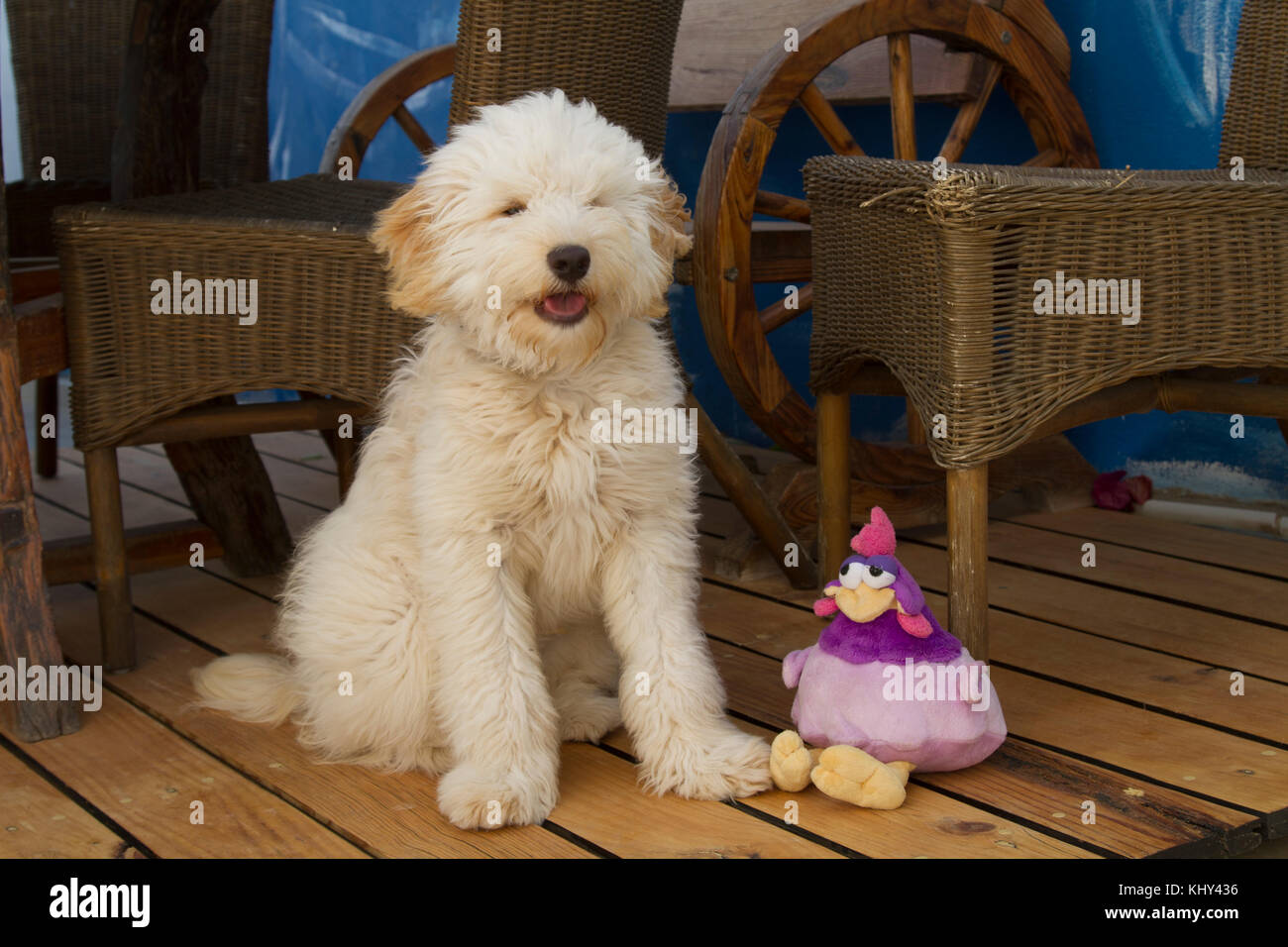 Rosa haustier huhn -Fotos und -Bildmaterial in hoher Auflösung – Alamy