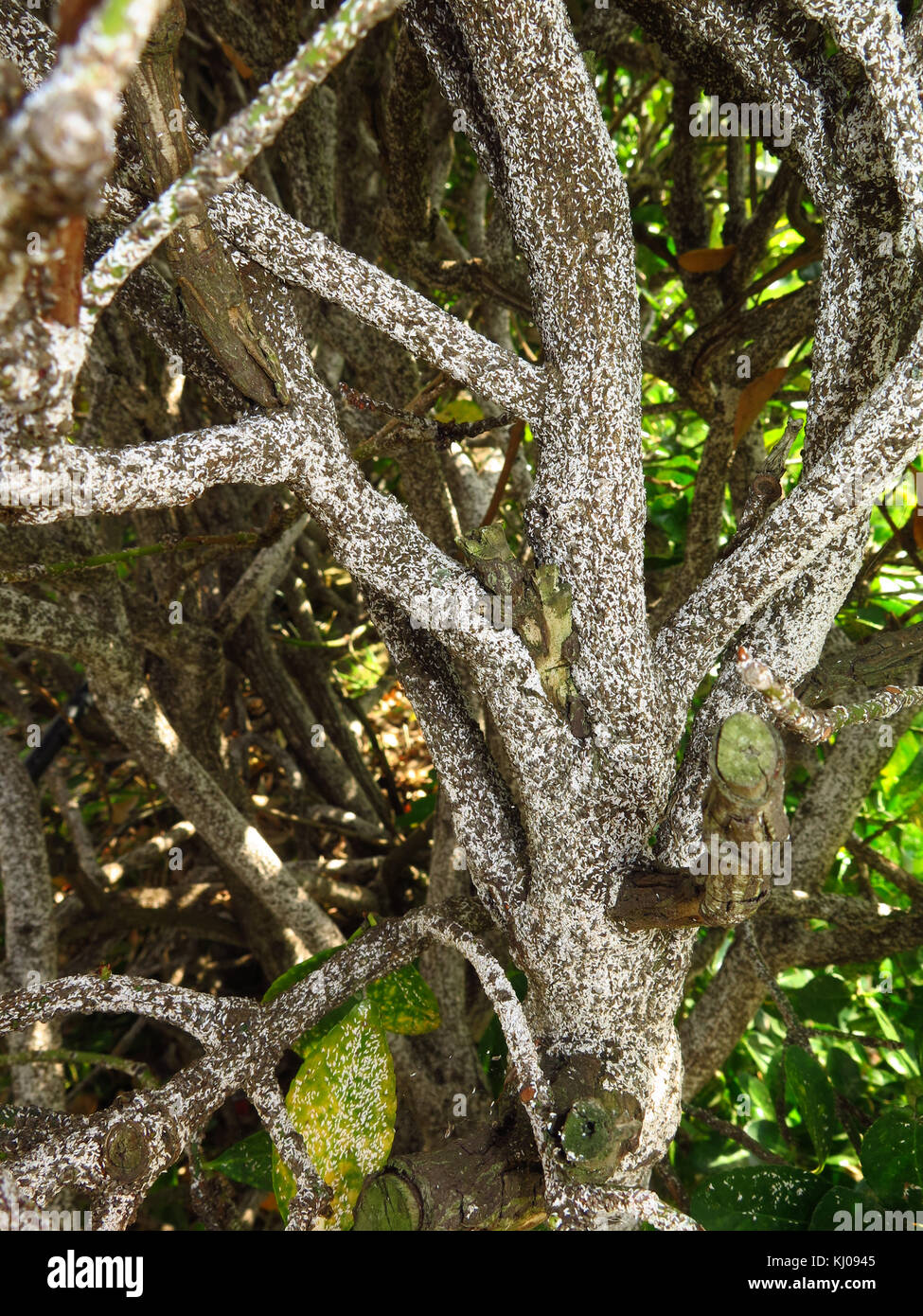 Weiße fliege Stockfotos und -bilder Kaufen - Alamy