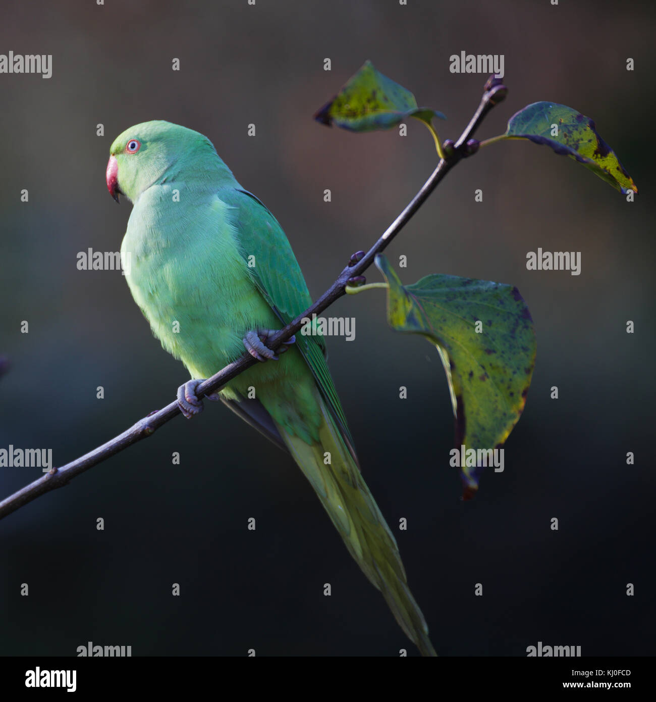 Nicht Einheimische Invasive Arten Stockfotos und -bilder Kaufen - Alamy