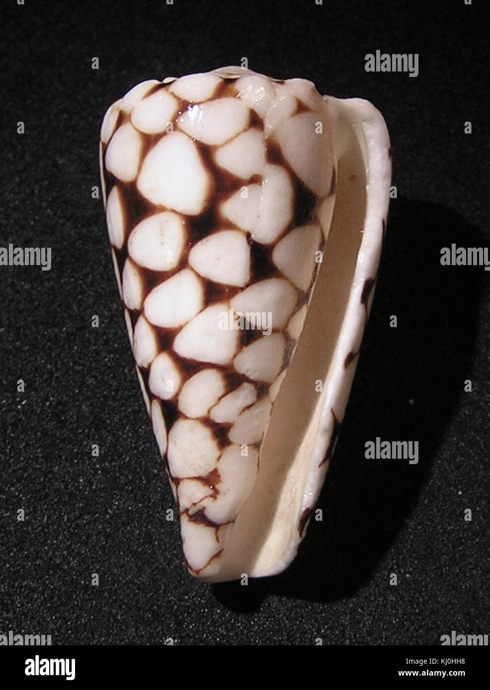 Conus marmoreus -Fotos und -Bildmaterial in hoher Auflösung – Alamy