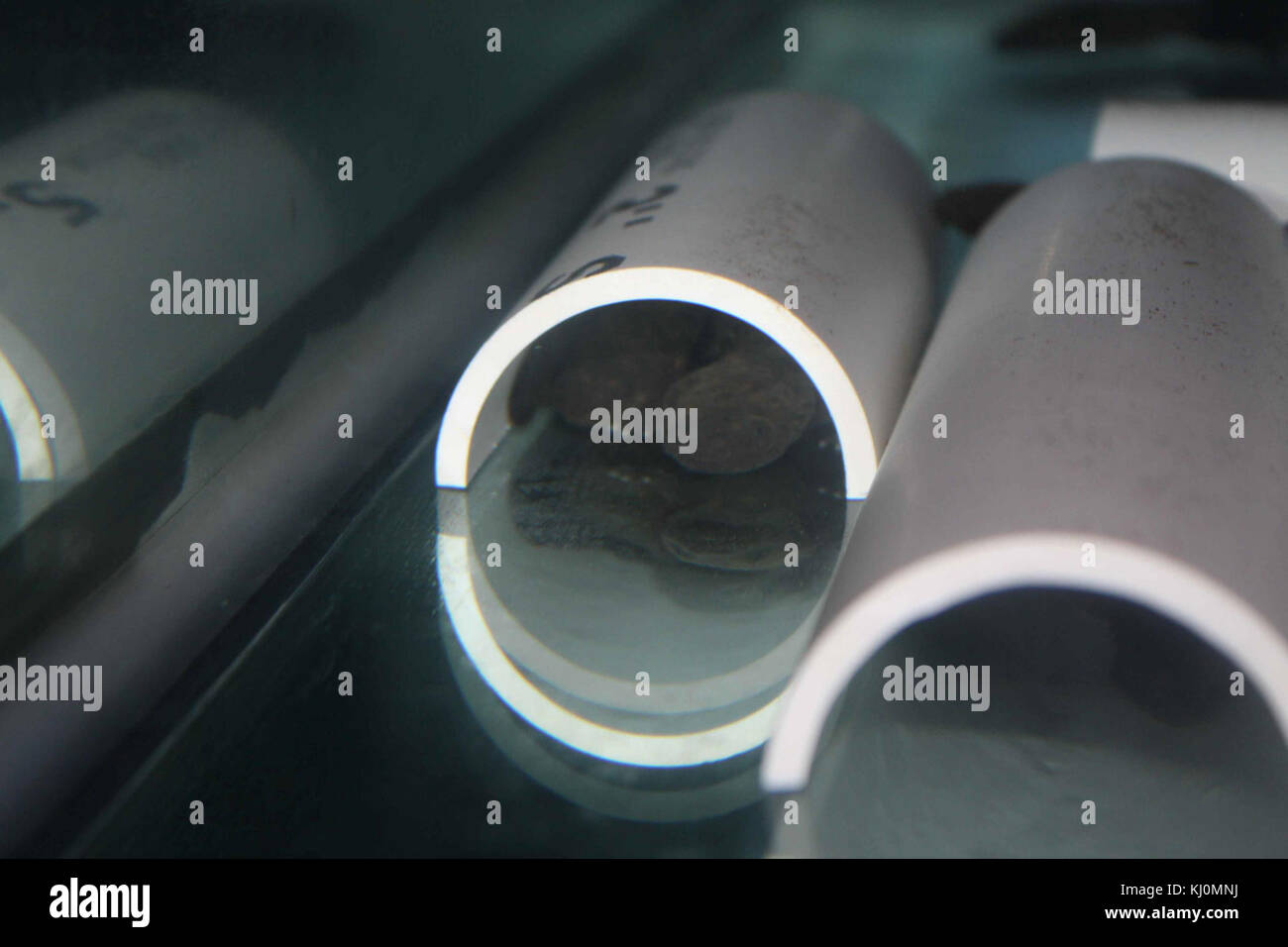 Cryptobranchus alleganiensis alleganiensis -Fotos und -Bildmaterial in ...