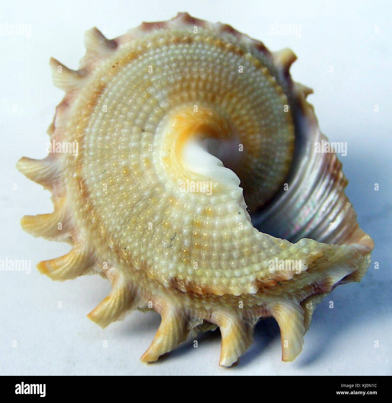 Bolma tamikoana -Fotos und -Bildmaterial in hoher Auflösung – Alamy