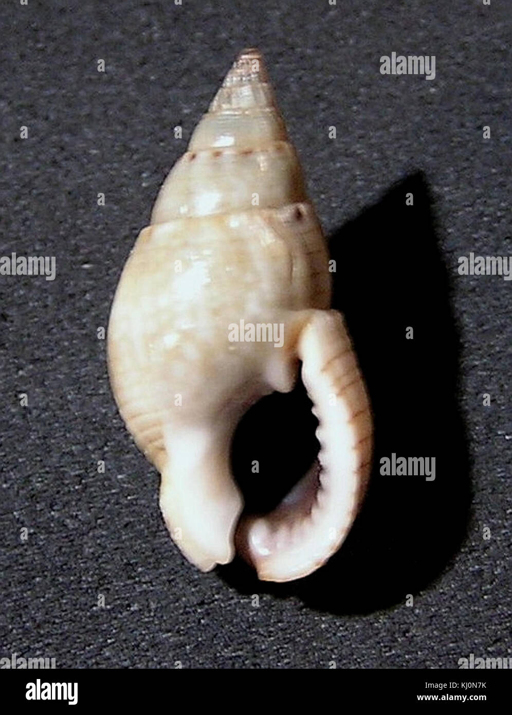 Nassarius reeveanus -Fotos und -Bildmaterial in hoher Auflösung – Alamy