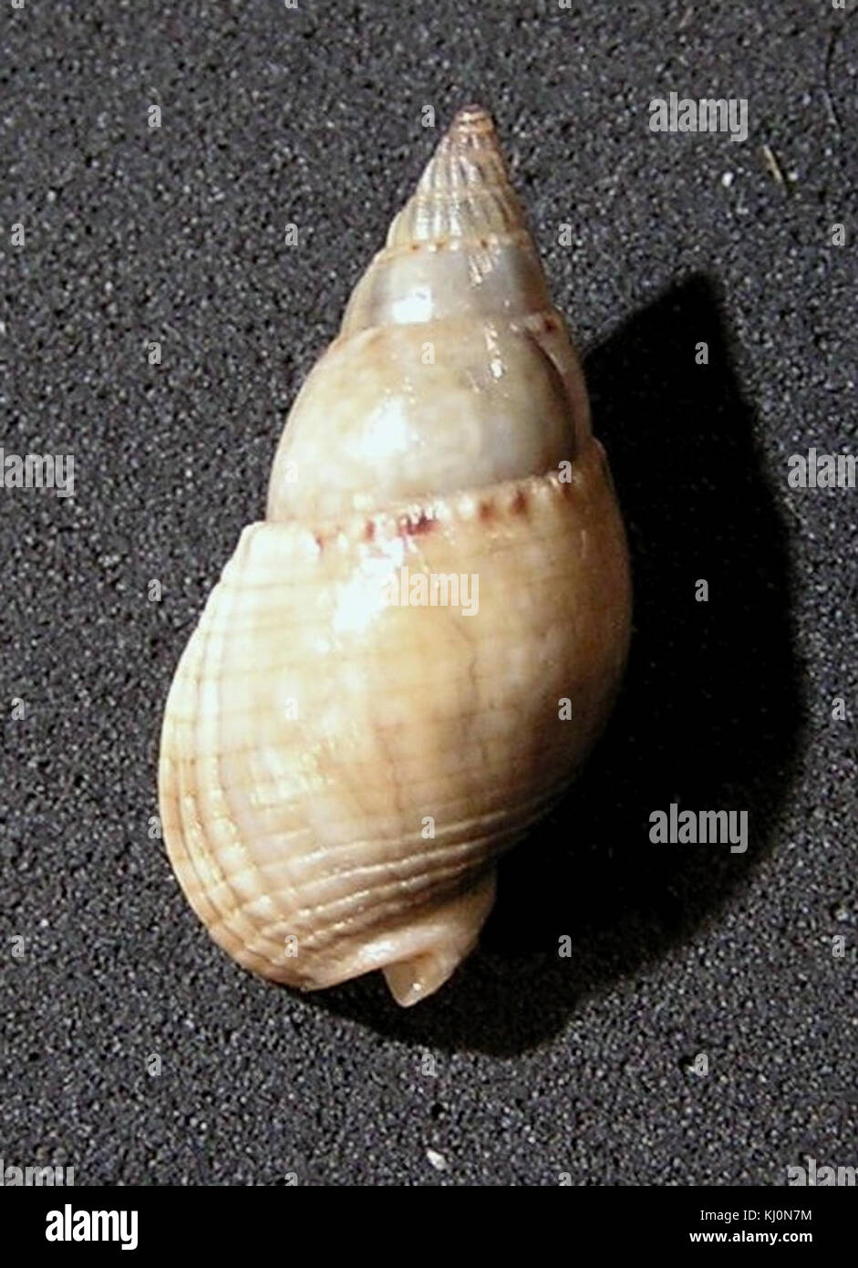 Nassarius reeveanus -Fotos und -Bildmaterial in hoher Auflösung – Alamy