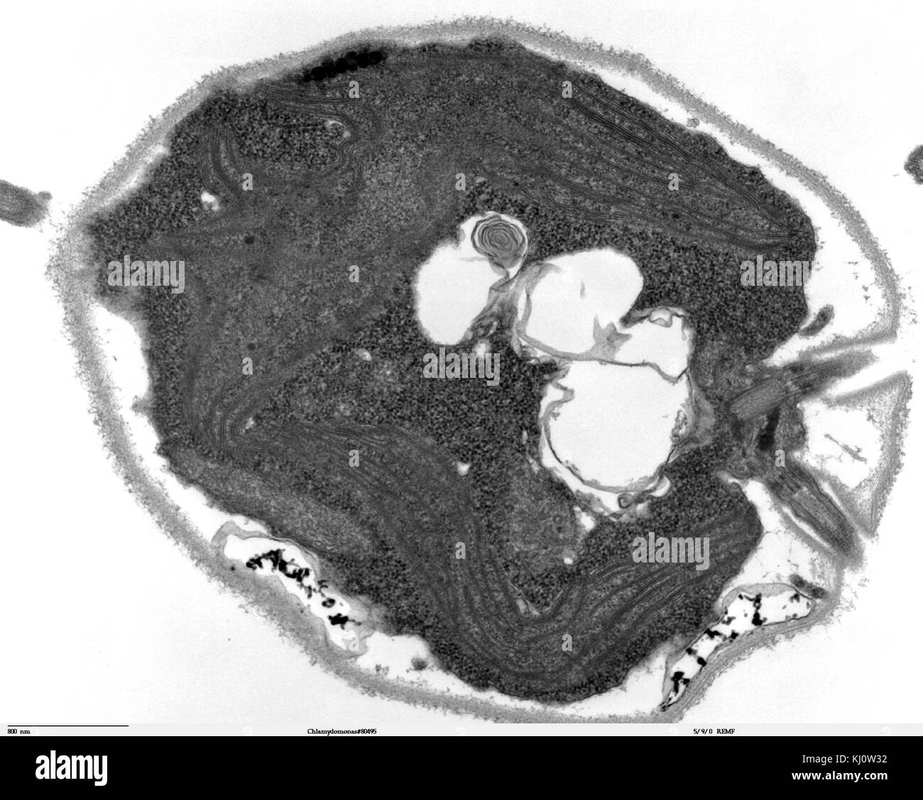 Tem plant cell -Fotos und -Bildmaterial in hoher Auflösung – Alamy