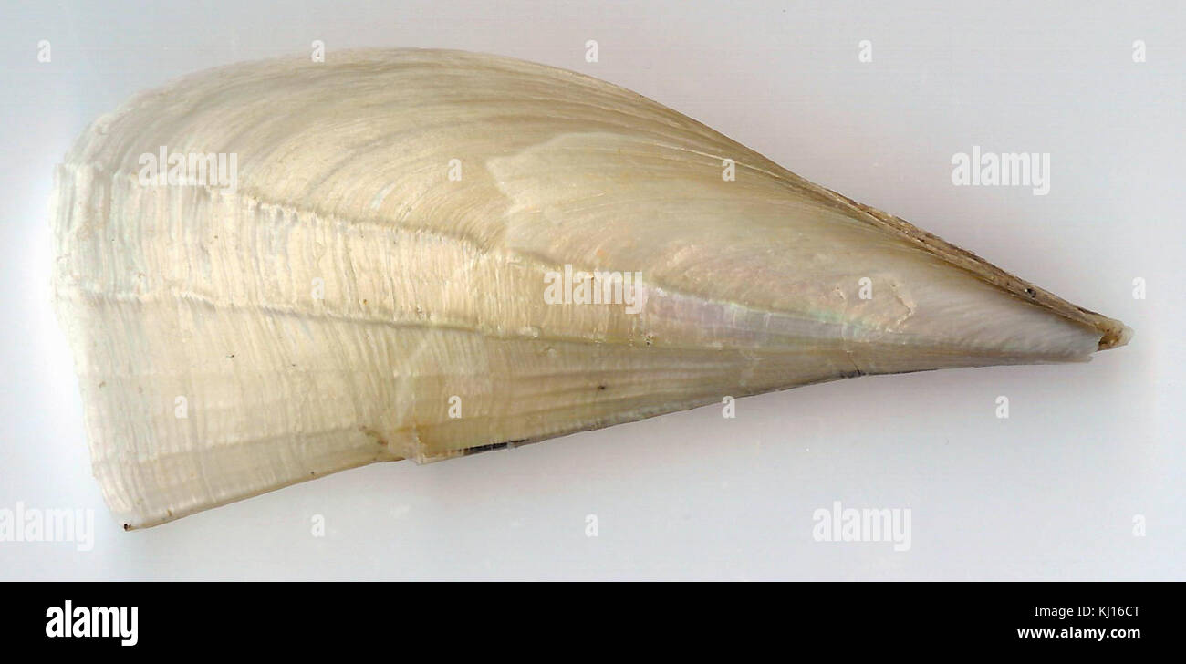 Atrina fragilis -Fotos und -Bildmaterial in hoher Auflösung – Alamy