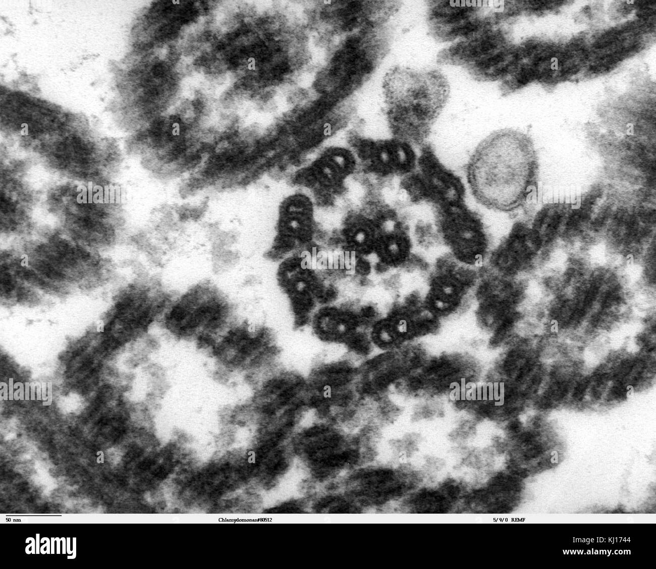 Algae microscope Schwarzweiß-Stockfotos und -bilder - Alamy