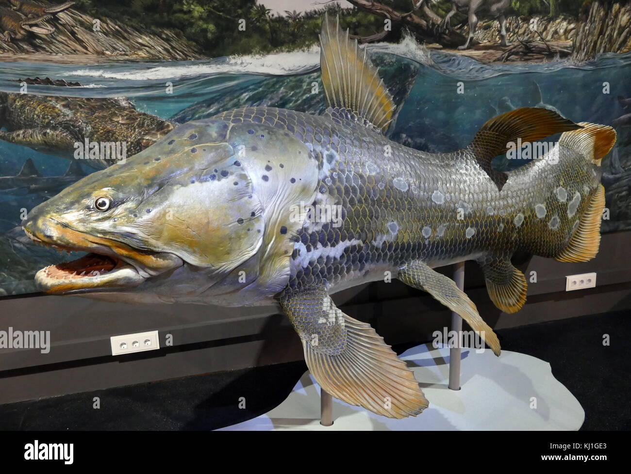 Mawsonia Gigas Stockfotos und -bilder Kaufen - Alamy