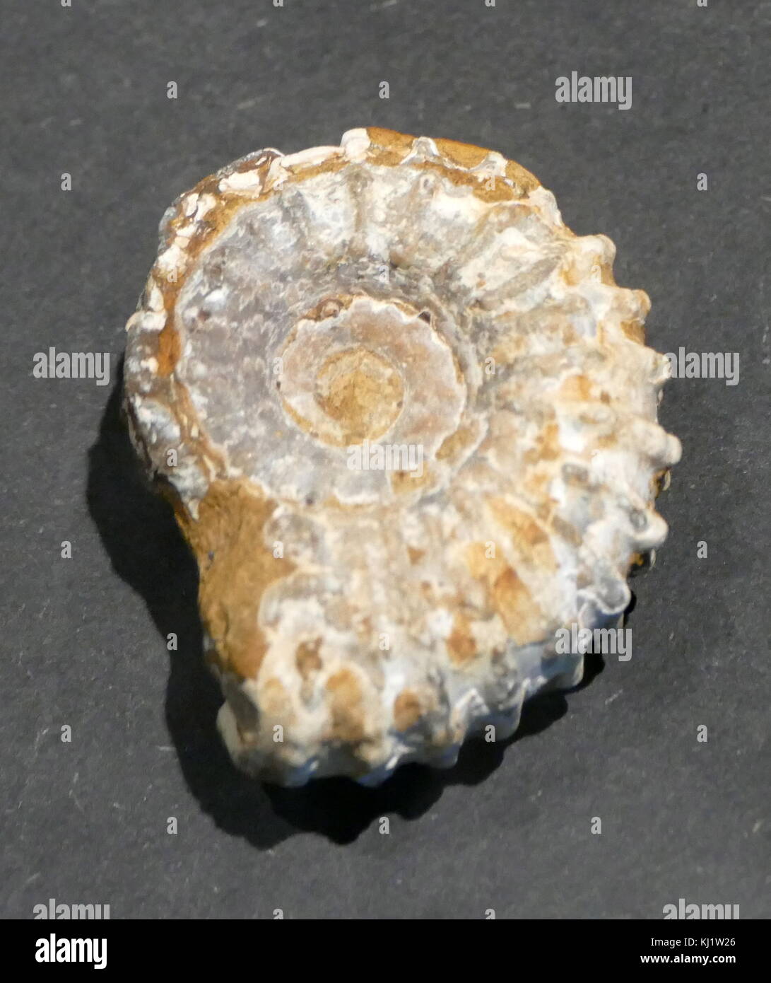 Bryozoa or bryozoan fossil -Fotos und -Bildmaterial in hoher Auflösung ...