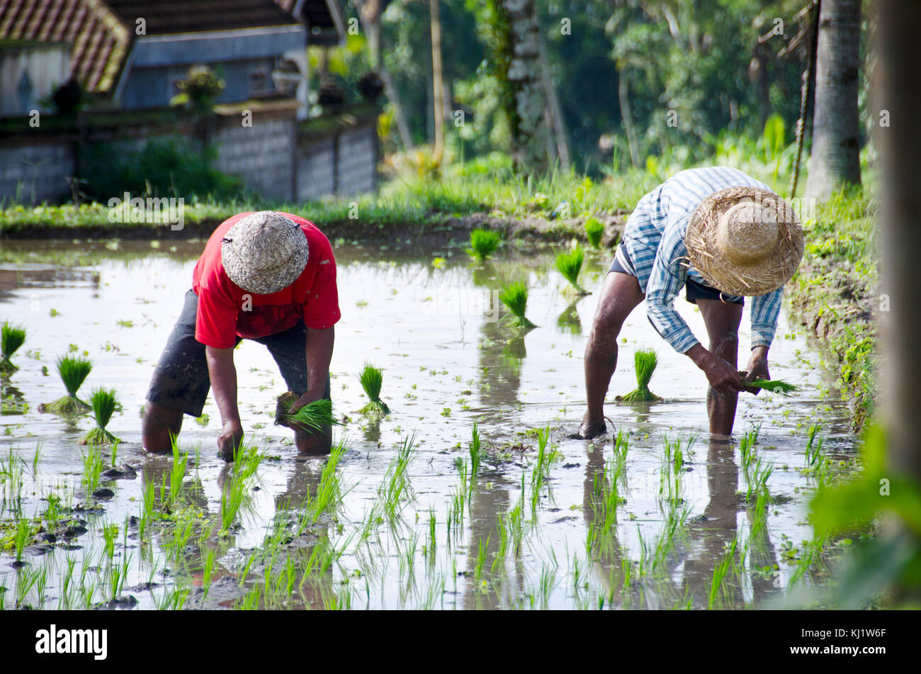 Reis im reisfeld -Fotos und -Bildmaterial in hoher Auflösung – Alamy