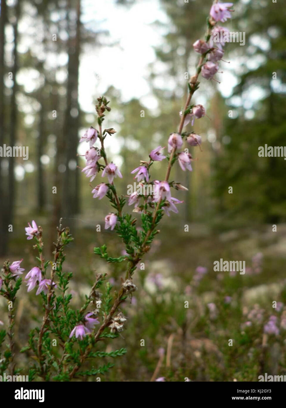 Calluna vulgaris illustration -Fotos und -Bildmaterial in hoher ...