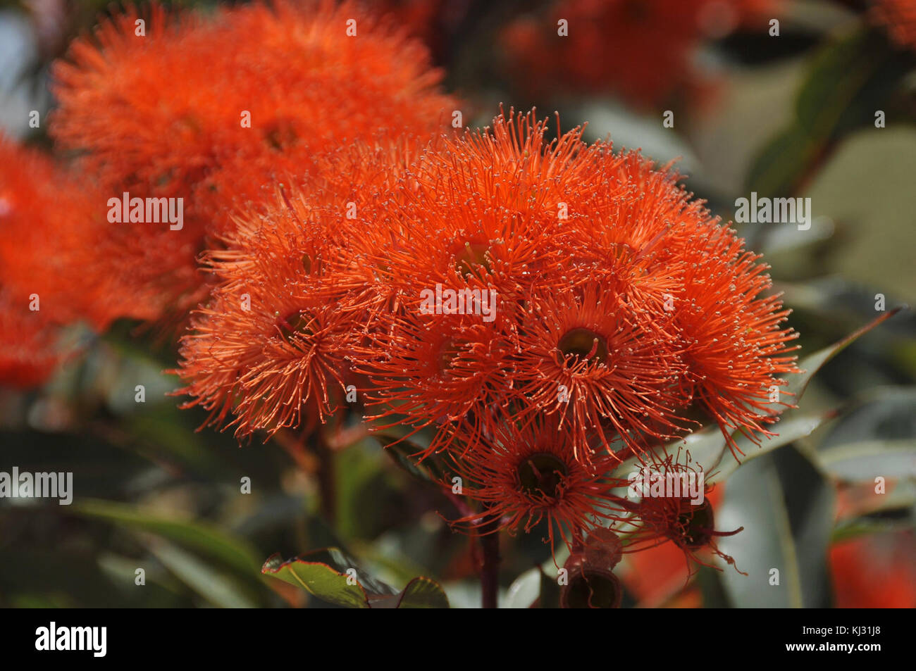 Buchen nuss gummi -Fotos und -Bildmaterial in hoher Auflösung – Alamy