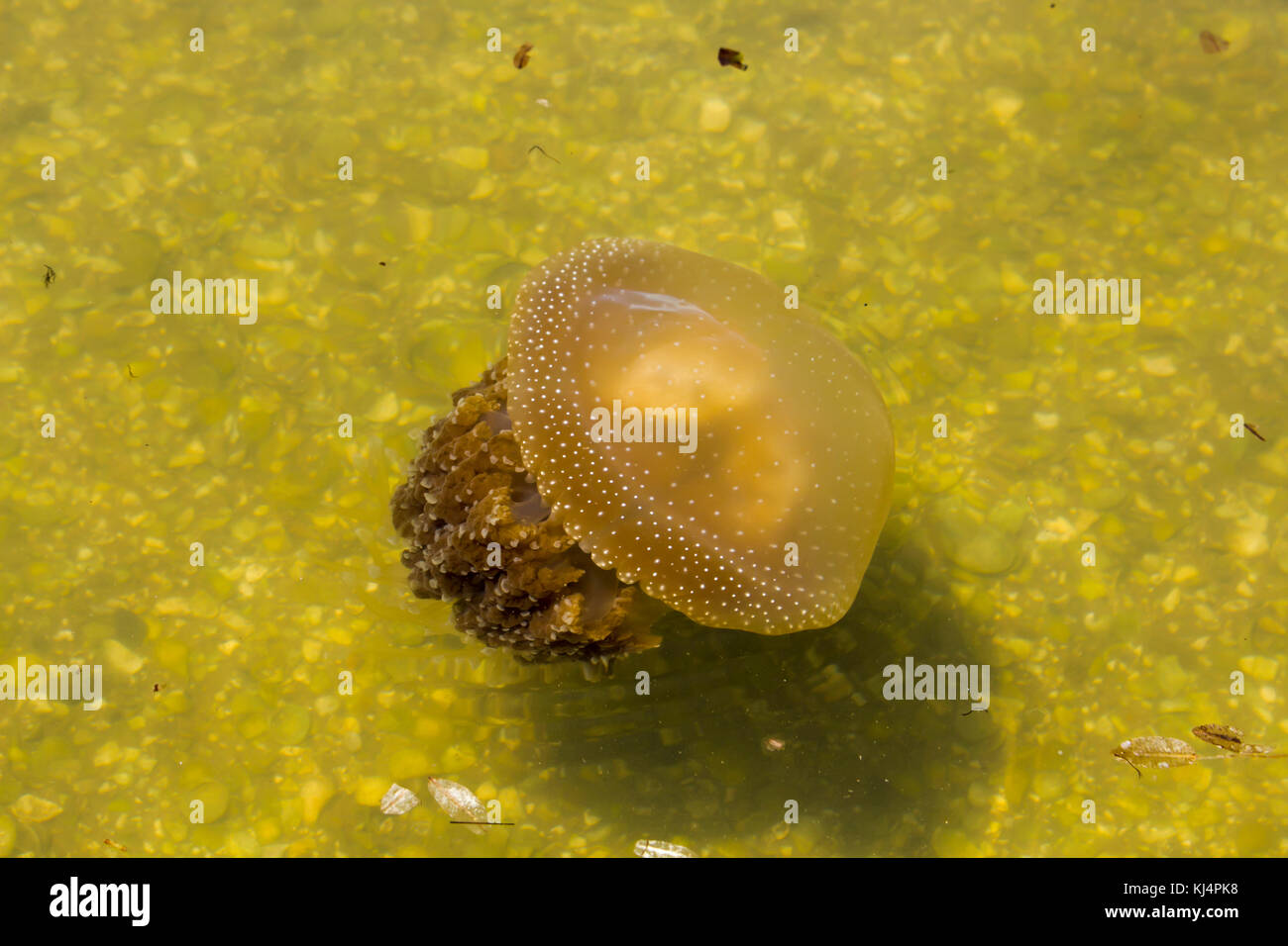 Braune qualle -Fotos und -Bildmaterial in hoher Auflösung – Alamy