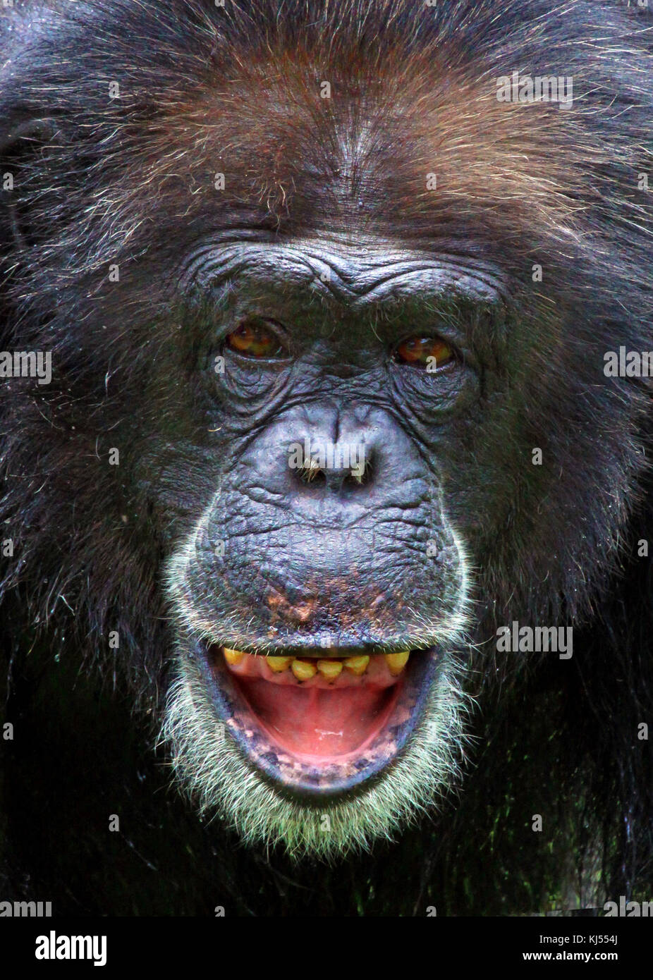 Bonobo chimpanzee Stockfotos und -bilder Kaufen - Alamy