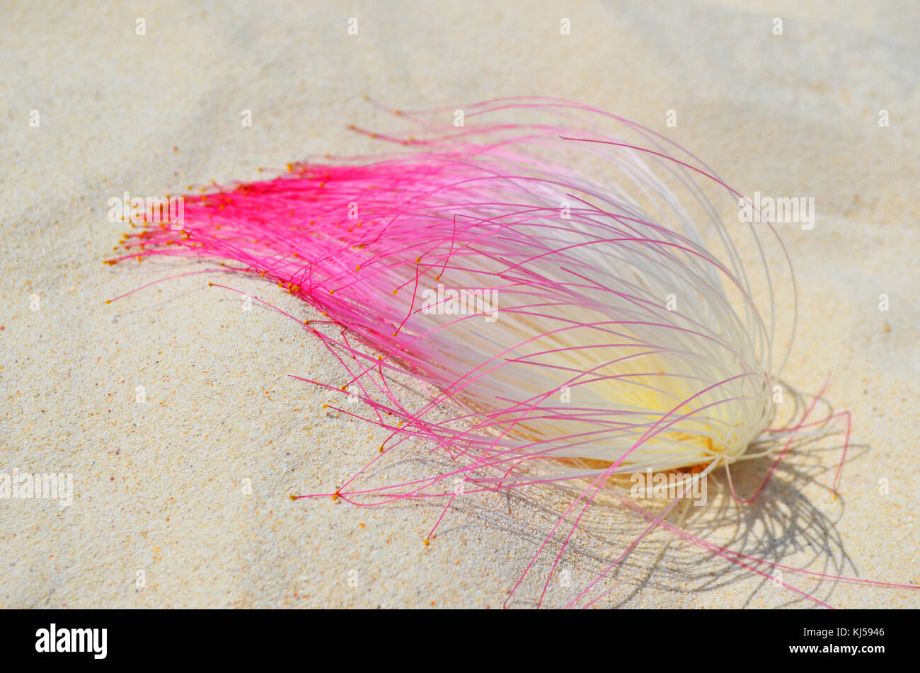 Tropisches foto -Fotos und -Bildmaterial in hoher Auflösung – Alamy