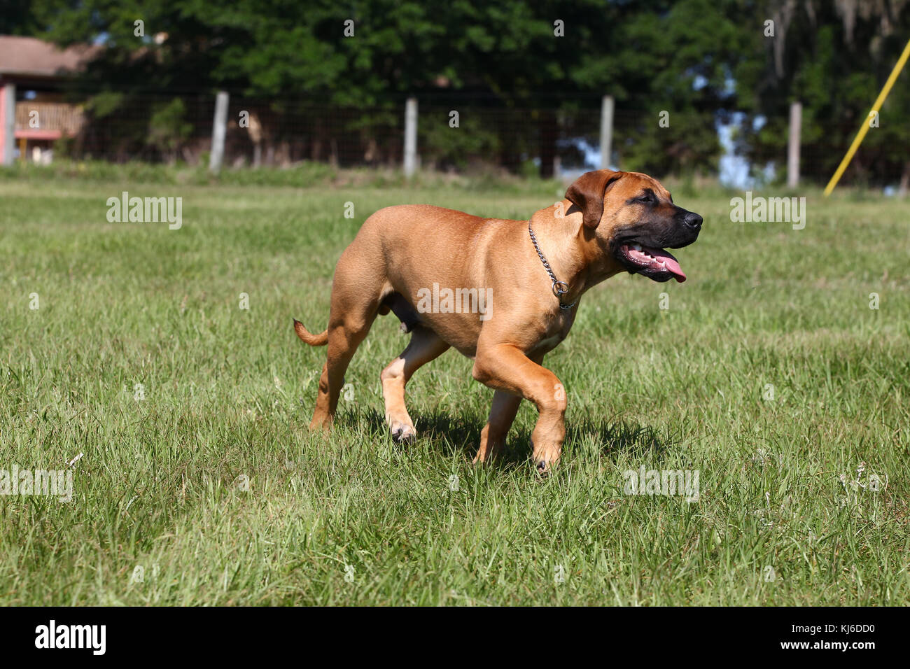 South african boerboel -Fotos und -Bildmaterial in hoher Auflösung – Alamy